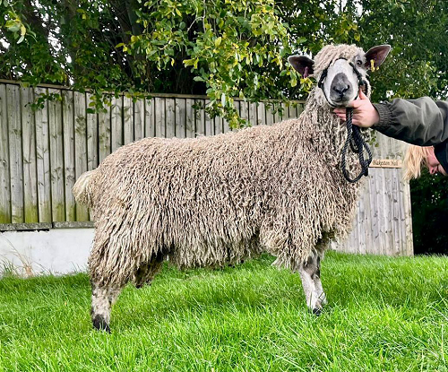 Teeswater Sheep Breeders Association