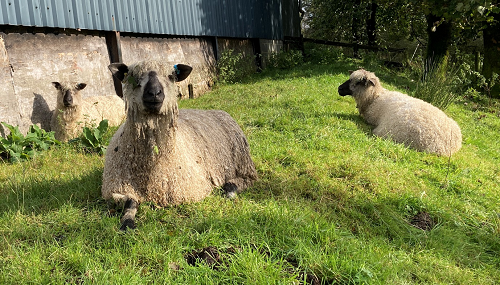 Teeswater Sheep Breeders Association